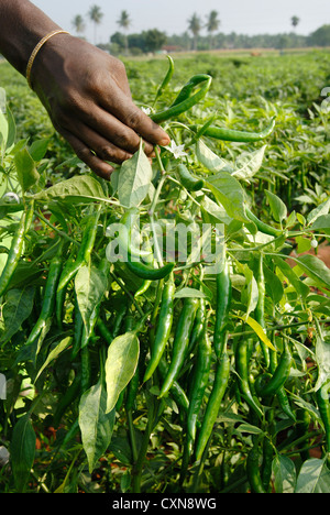 Green Chilli Farm in Oddanchatram Ottanchathiram Tamil Nadu India Stock ...