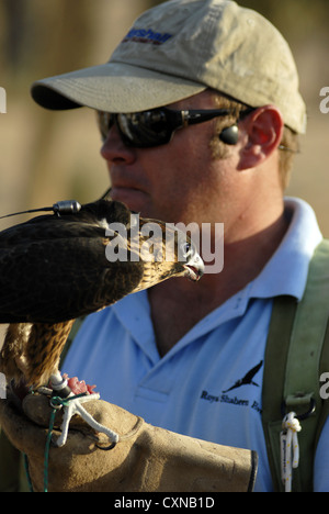 Hawks in the Dubai Desert Conservation Reserve, Dubai, UAE, United Arab ...