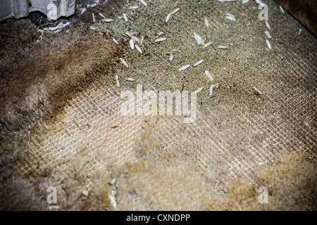 Pupae of the carpet moth on a patch of moth-eaten wool carpet revealed ...