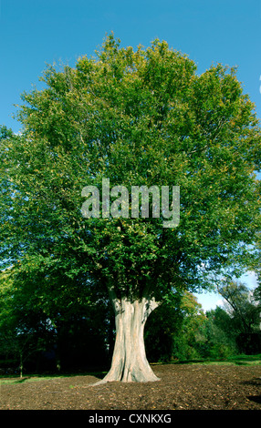 Caucasian Elm, Zelkova or Caucasian Zelkova, Zelkova carpinifolia Stock ...