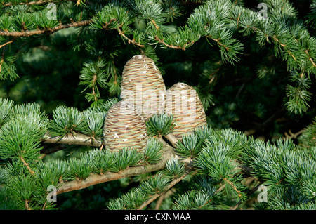 Cedrus atlantica, Atlas cedar, cones Stock Photo - Alamy