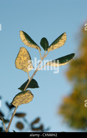 Golden Oak Tree - Quercus alnifolia Endemic tree of Cyprus Stock Photo ...
