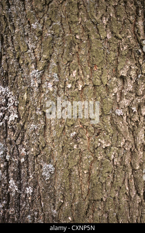 Downy oak (Quercus pubescens), Fagaceae. Deciduous tree. wild plant ...