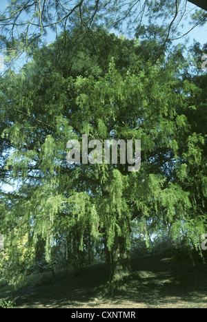 Leaves of California Torreya or California Nutmeg Tree (Torreya ...