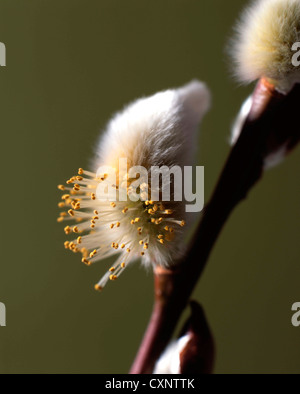 Close up of flower of Salix gracilistyla 'Mount Aso' plant, furry pink ...