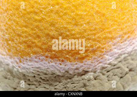 Some Penicillium and Aspergillus molds on lemon fruit Stock Photo - Alamy