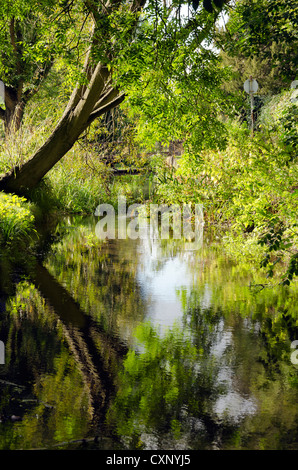 Stream and overhanging branches Stock Photo - Alamy