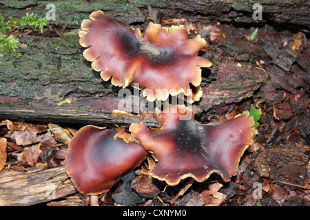Bay Polypore Fungus, Polyporus durus, Polyporaceae. Syn. Polyporus ...
