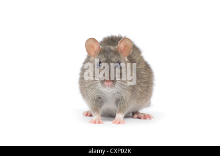 rat close-up isolated on white background, rat on new year and ...