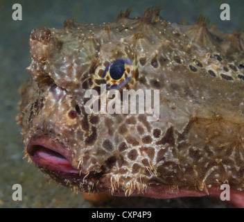 The Polka-Dot Batfish, Ogcocephalus radiatus, is also known as a ...