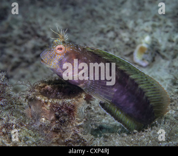 Parablennius marmoreus, the Seaweed blenny, underwater Alcatrazes ...
