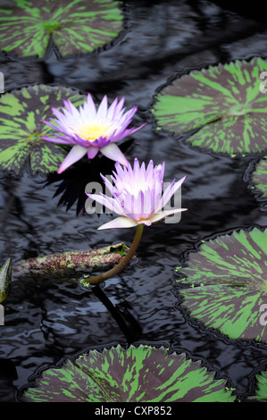 Nymphaea 'foxfire' waterlily Stock Photo - Alamy