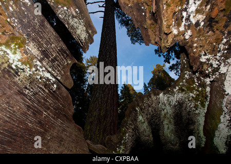 Hollowed out fallen Giant Sequoia trees (Sequoiadendron giganteum ...