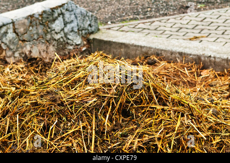 Heap of muck manure. Organic fertilizer. Organic Farming. Biodynamic ...