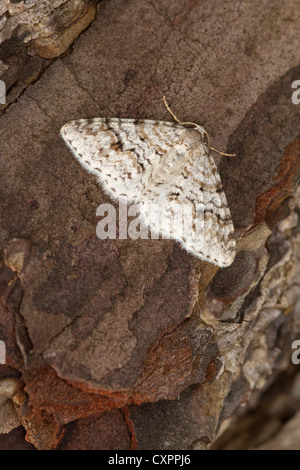 Welsh Wave Moth (Venusia cambrica Stock Photo - Alamy