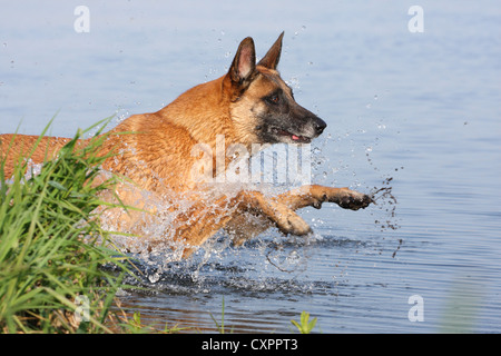Malinois jump into water Stock Photo - Alamy