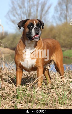 standing German Boxer Stock Photo - Alamy