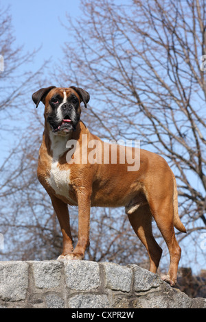 standing German Boxer Stock Photo - Alamy
