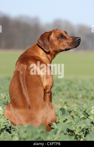 Rhodesian ridgeback dog Stock Photo - Alamy