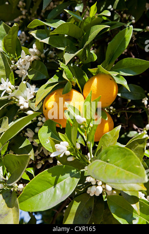 orange tree with flowers and oranges in sunlight Stock Photo - Alamy