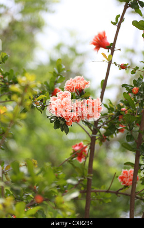 Rare double white and orange pomegranate flowers growing Halfeti ...