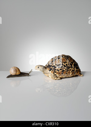 Snail with Reflection Stock Photo - Alamy