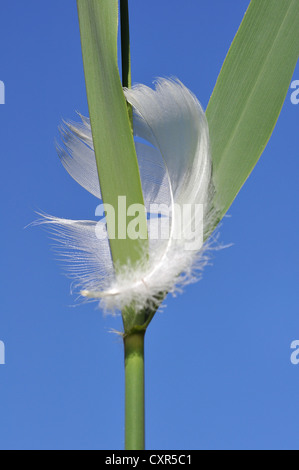 Close-up of a Swan's Tail Feathers - 2010 Stock Photo - Alamy