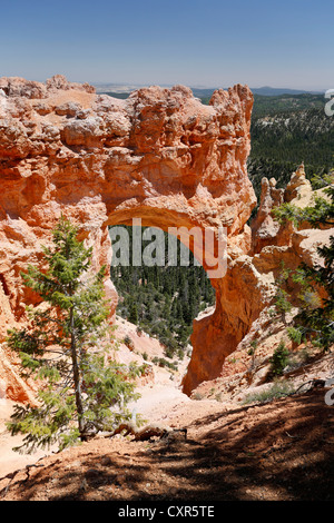 Natural Bridge Arch at the Clarion depositional sequence of red ...