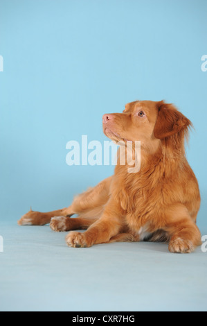 lying Nova Scotia Duck Tolling Retriever Stock Photo - Alamy