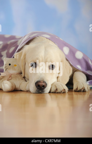 Golden retriever lying under the blanket on a sofa at home Stock Photo ...