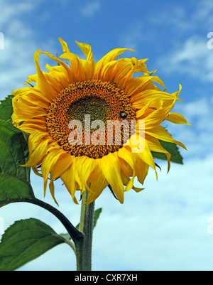 A blurred sunflower shot from below Stock Photo - Alamy