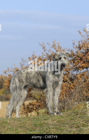 standing Irish Wolfhound Stock Photo - Alamy