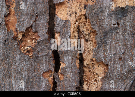 Close up texture of fracture on the tree bark Stock Photo - Alamy