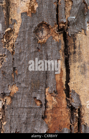 Close up texture of fracture on the tree bark Stock Photo - Alamy