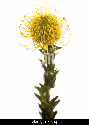 Leucospermum nutans ‘High Gold’ common name Pincushion protea Stock ...