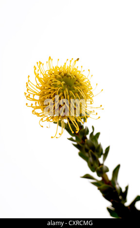 Leucospermum nutans ‘High Gold’ common name Pincushion protea Stock ...