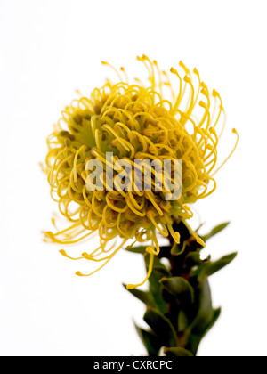 Leucospermum nutans ‘High Gold’ common name Pincushion protea.2 Stock ...