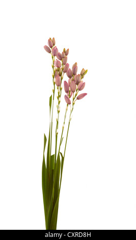 Ixia ‘Phoenix Rose’ common name African corn lily b Stock Photo - Alamy