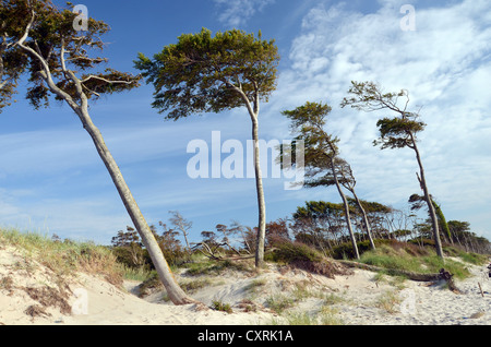 Coastal European beech (Fagus sylvatica) forest in twilight ...