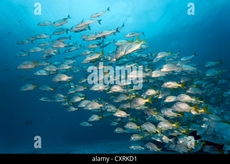 School of Yellow Tailed Grunt (Anisotremus Interruptus) fish swimming ...