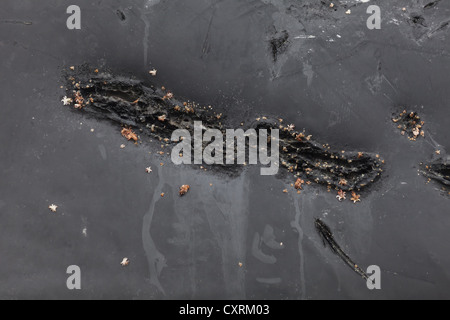 Juvenile Humpback whale skin close up Stock Photo - Alamy