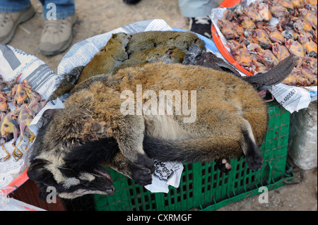 Chinese ferret-badger (Melogale moschata), Chinese sun badger, marten ...