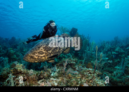Scuba divers and goliath grouper Stock Photo - Alamy