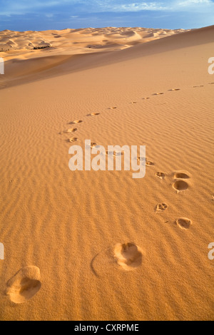 Traces of a fennec fox (Canis zerdus) in the Libyan Desert, Libya ...