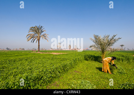 Egyptian peasant working in the fields, Minya region , Egypt Stock ...