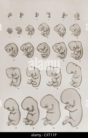 Embryo development, illustration Stock Photo - Alamy