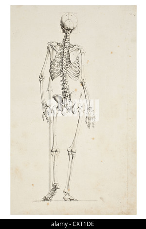 SKELETON FROM BEHIND Stock Photo - Alamy