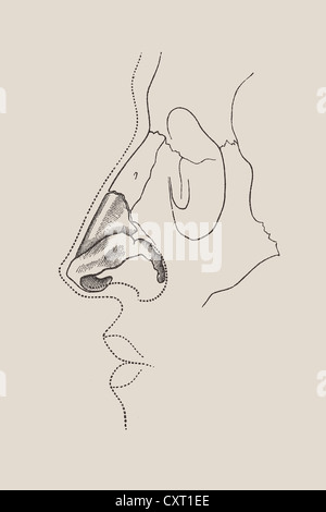 An illustration of a human nose body part Stock Photo - Alamy