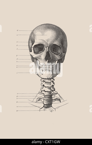 Human: Head skeleton from the front. Btb) Forehead bone; Nb) Lawn bone ...