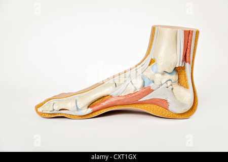 Anatomical model of human foot Stock Photo - Alamy